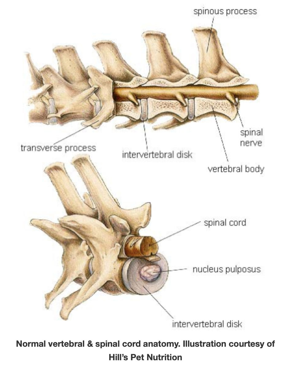 Da Heck is IVDD? | In Pawsuit Canine Rehabilitation and Wellness