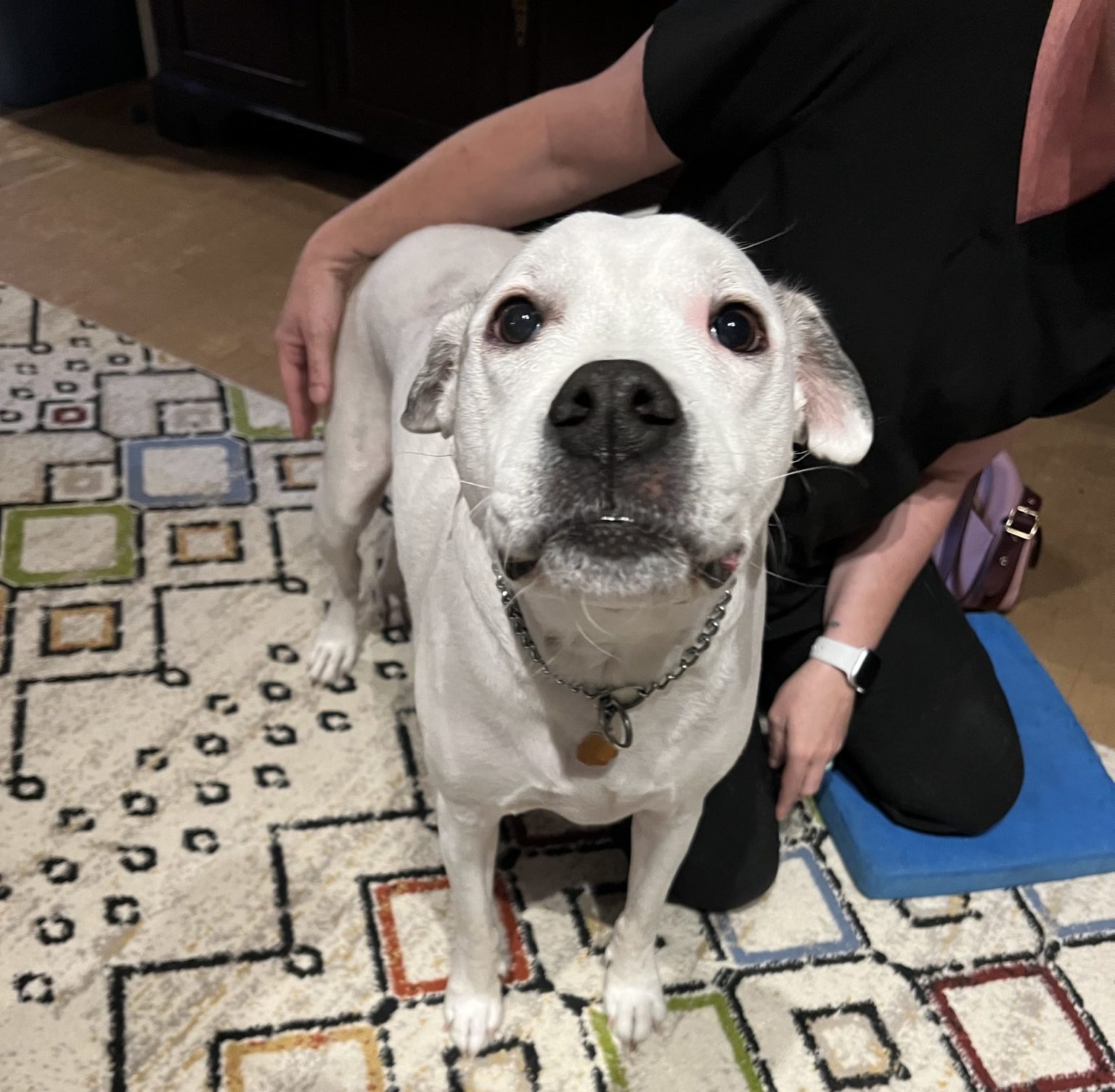 Tips for prevention and treatment of CCL tear in dogs